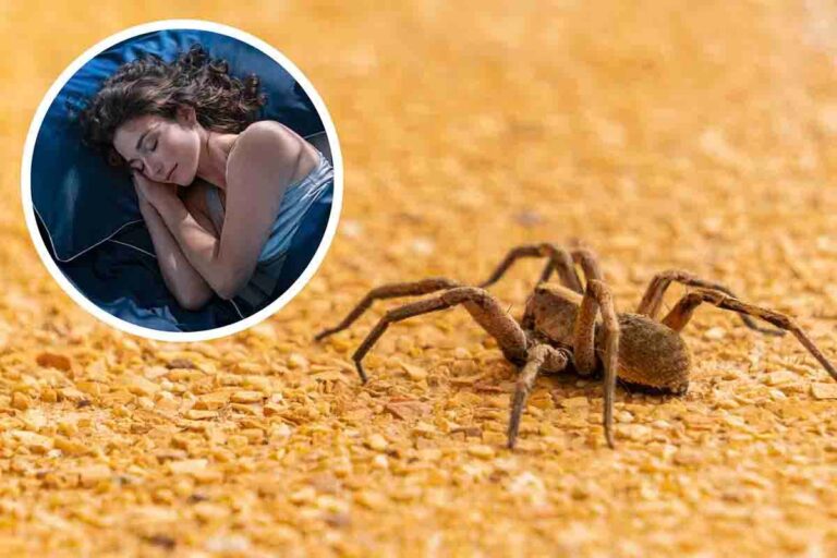 Ragno violino, ecco come riconoscerlo: finalmente svelato il segreto ...